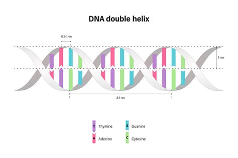 Dna 이중 나선의 구조 데옥시리보핵산 질소 염기 와 설탕 인산염 백본 티미네 아데닌 사이토신 구아닌 Dna에 대한 스톡 벡터