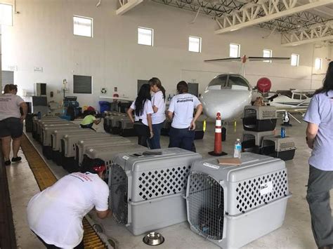 Stray Dogs Rescued From Puerto Rico Flown To New York Adoption Event