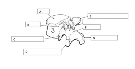 Anatomy For Spinal Epidural Blockade Flashcards Quizlet