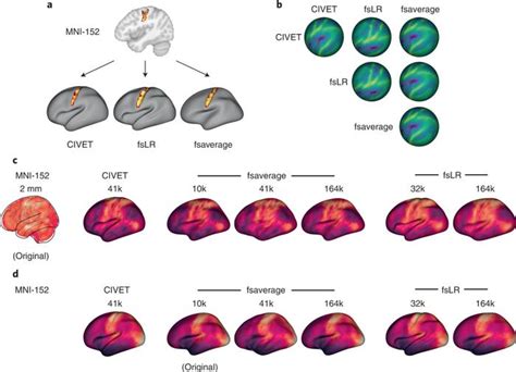Nat Methods最新发布：多模态、多尺度脑科学数据综合分析的利器——neuromaps