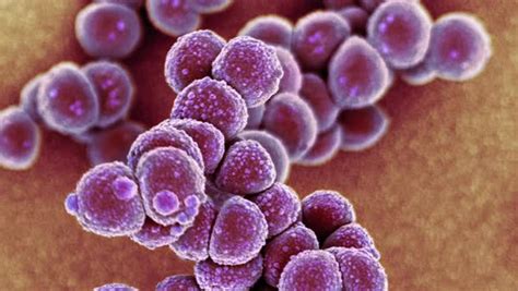 Mrsa Bacteria Animated Coloured Scanning Electron Micrograph Sem Of