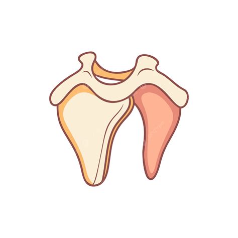 Illustration Of Scapula Anatomy Vector Anatomy Icon Medical Science