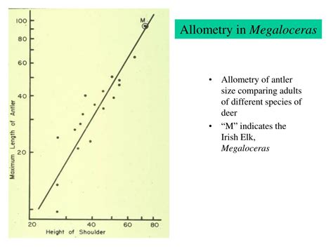 Ppt Allometry The Study Of The Relationship Between Size And Shape