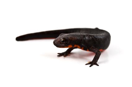 Fire Bellied Newt Reptiles For Sale