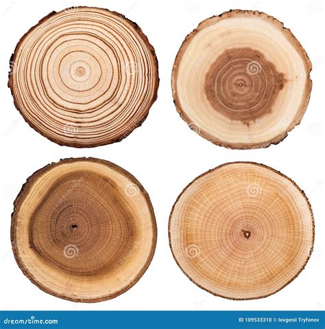 Cross Section Dicot Monocot And Root Of Plant Stem Under The Microscope Stock Photography