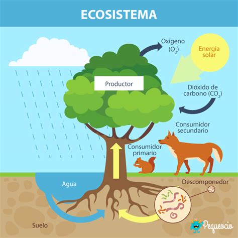 Ecosistema Definici N Y Tipos De Ecosistemas Pequeocio 36072 The Best