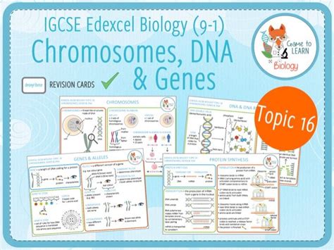 Igcse Biology 9 1 Topic 16 Chromosomes Dna And Genes Revision