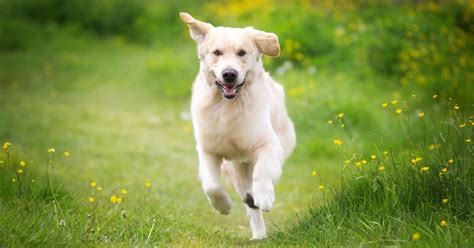 Anal Gland Problems In Dogs Petlifeca