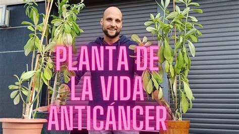 Planta De La Vida ¡ AnticancerÍgena Youtube