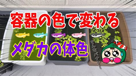 No32【メダカ飼育】容器の色でこんなに変化する体色・色素胞！綺麗なめだか 1番大事なのは･･･ Youtube