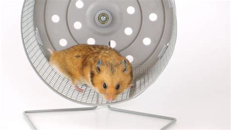 Energetic Hamster Running On Exercise Wheel In Motion Sequence Stock Footage Video Of