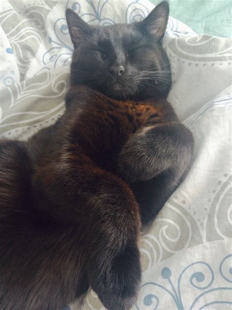 Sunday Sleep Scrolller