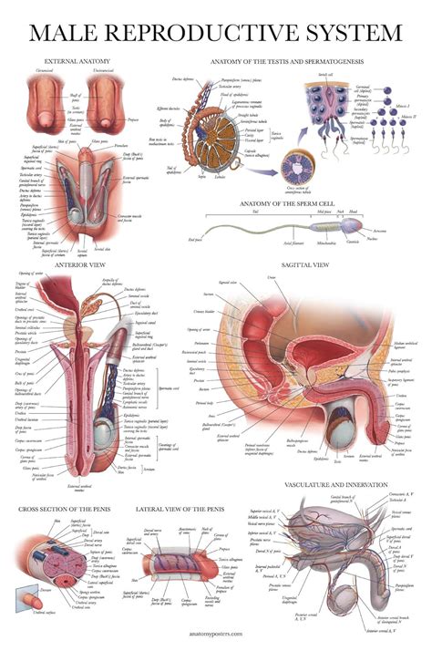 Laminated Male Reproductive System Anatomical Chart Male Anatomy