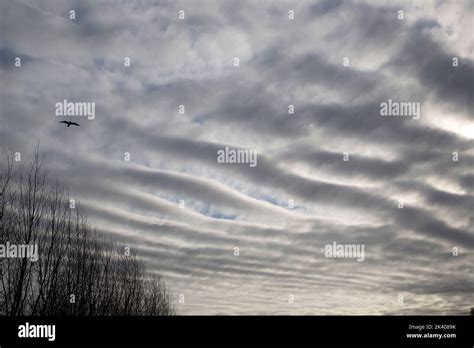 Row Of Wave Shaped Clouds Stratocumulus Stratiformis Undulatus Stock