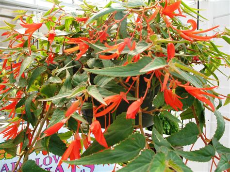 Begonia Boliviensis Bonfire World Of Flowering Plants
