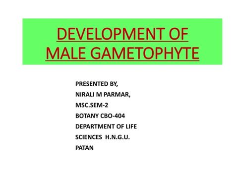 Development Of Male Gametophyte Pptx