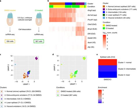 Cells Eliminated During Early Mouse Embryogenesis Have A Distinct