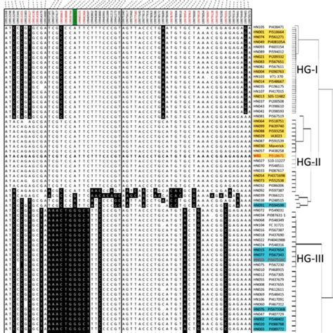 Glucosinolate Content Mg100 G Fw Of Different Kale And Cabbage