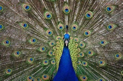 Peacock Photoshoot Peacock Photoshoot Model Poses