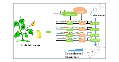 Transcription Factor Cmwrky13 Regulates Cucurbitacin B Biosynthesis Leading To Bitterness In