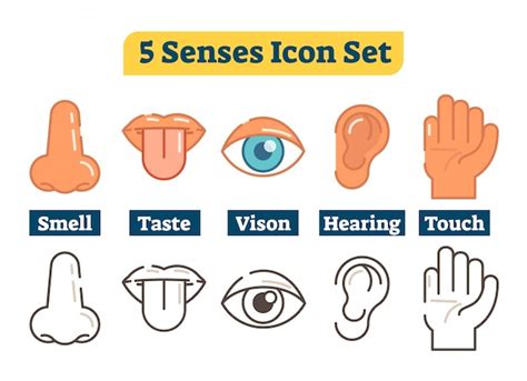 Cinco Sentidos Do Corpo Humano Coleção Vetorial De ícone De Ilustração