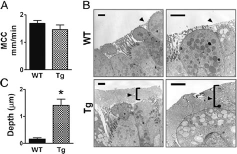 Clearance Rates And Depth Of The Mucus Layer A Mucociliary Clearance