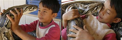 Special Bond Between Boy And 5m Python