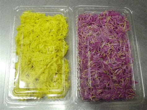 農と食の奮闘記 食用菊とかきのもと