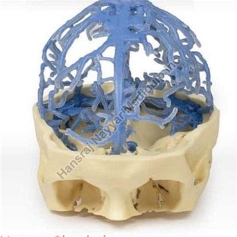 Venous Circulation 3d Anatomical Model Manufacturer Supplier From Amritsar