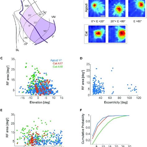 Orientation Selectivity In Primary Visual Cortex Of Agouti And Cat