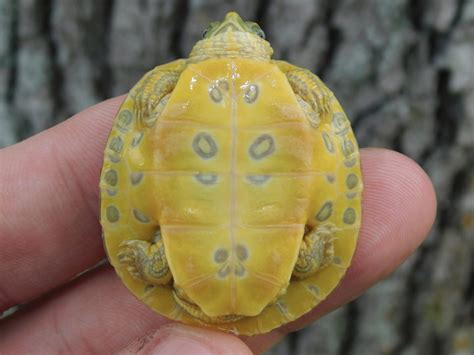 Lime Rio Red Ear Slider Albino Turtles