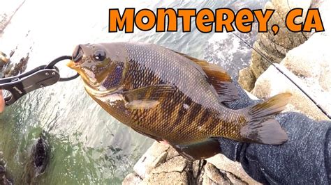 Huge Surfperch D Rock Fishing Monterey Ca Youtube