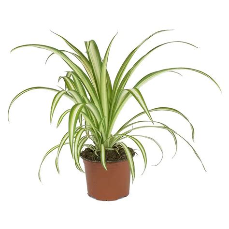 Chlorophytum Spider Plant Floranza International Nursery
