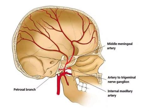 Internal Maxillary Artery And Its Branches Pptx