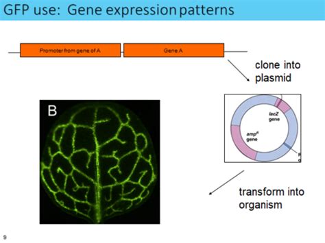 Lecture 10 Microscopy Continued Flashcards Quizlet