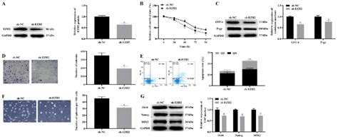Effect Of Tug1 Knockdown On The Proliferation Apoptosis And Cscs Like