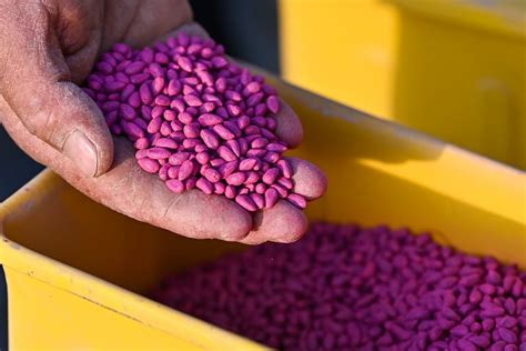 Chinas Major Cotton Producer Starts Spring Sowing Cn