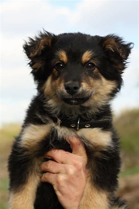 Dody 🐾 Soukromý útulek Pro Opuštěné A Týrané Psy