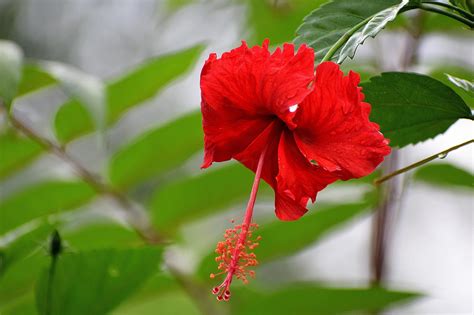Hibisco Hibiscus Rojo Flor Roja Foto Gratis En Pixabay Pixabay