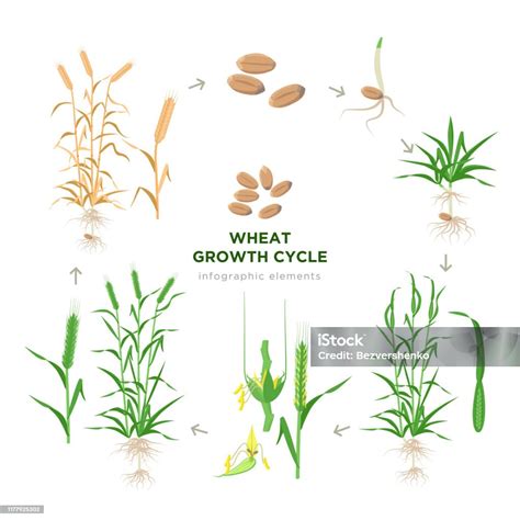 밀 성장 단계 평평한 디자인의 밀 식물 인포 그래픽 요소의 수명 주기 흰색 배경에 고립 된 그림의 식물 세트 밀 곡물 모종 줄기