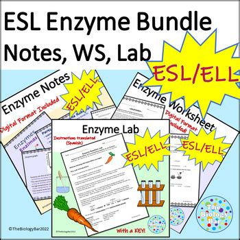 ESL ELL Biology Enzyme Notes Worksheet And Lab Bundle By The Biology Bar