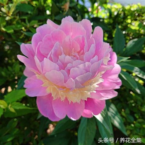 芍藥是五月花神也是群芳中對春的告別之花 每日頭條