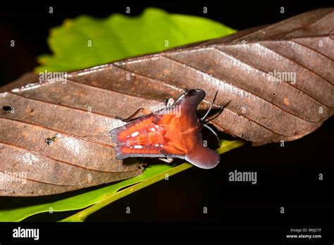 Shield Bug Danum Valley Conservation Area Borneo Sabah Malaysia