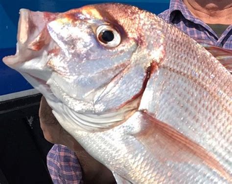 チダイってどんな魚なの？習性や釣り方and食べ方特集
