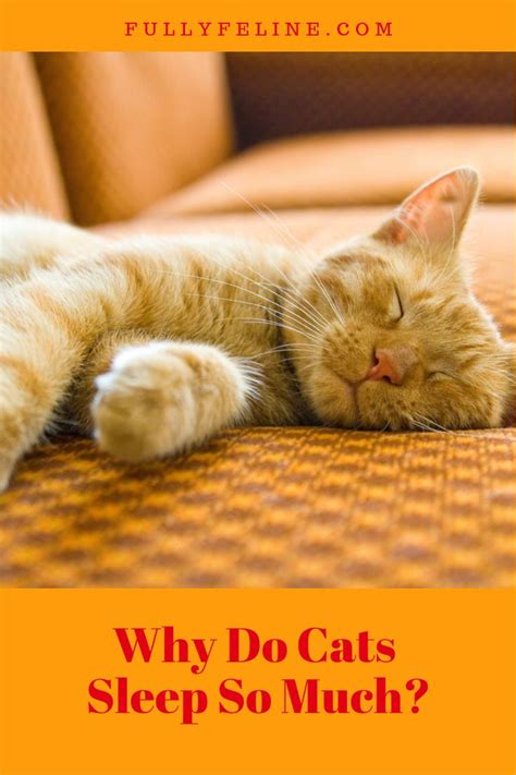 The Art Of The Catnap