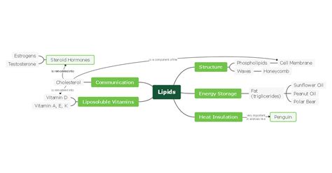 Structure Of Carbs Lipids And Proteins