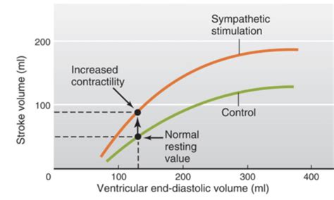 Cardiovascular 10 Biochemistry Ii Contractility Flashcards Quizlet