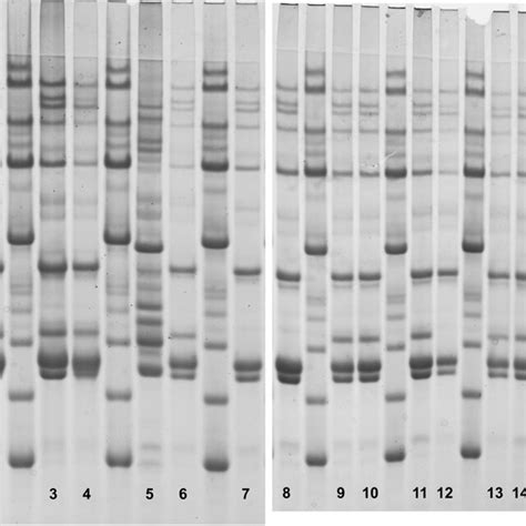 Spatial Patterns Of Occurrence Of Ae Tauschii Subsp Strangulata