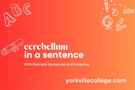 How To Use Cerebellum In A Sentence Easy Examples