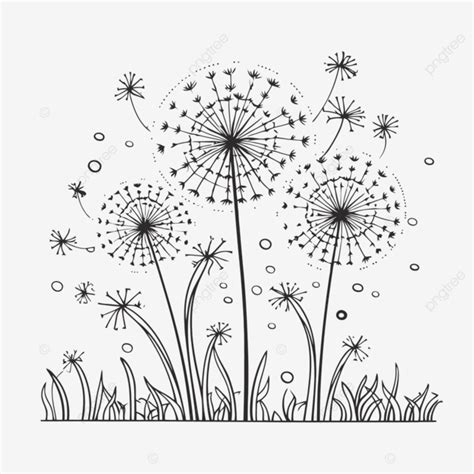 蒲公英輪廓素描的黑白繪圖 向量 蒲公英繪圖 蒲公英大綱 蒲公英素描向量圖案素材免費下載，png，eps和ai素材下載 Pngtree